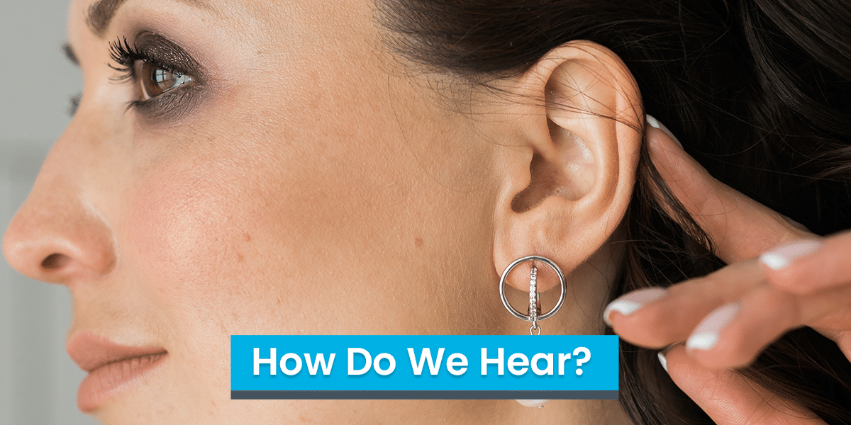 Understand how your auditory system works | Echo Audiology